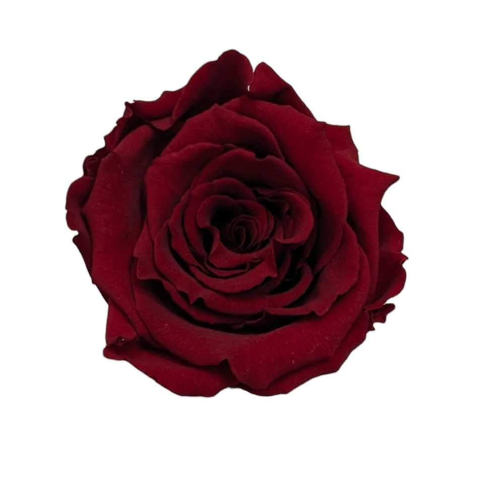 Forever Rose Cloche – Fleuriste Glendenning Flowers